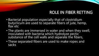importance of bacteria 🦠.pptx