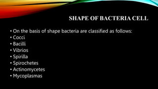 importance of bacteria 🦠.pptx