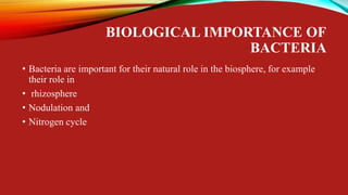 importance of bacteria 🦠.pptx