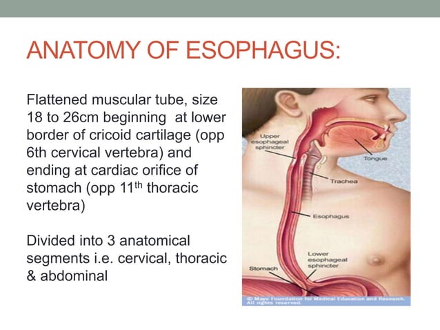 barium studies in gi pathologies | PPTX | Digestive Disorders ...
