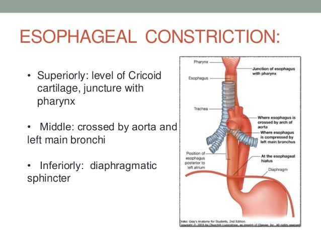 barium studies in gi pathologies