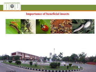 IMPORTANCE OF BENEFICIAL INSECTS.pptxbbb | PPTX