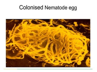 Importance of Nomuraea rileyi , Paecilomyces spp. and Hirsutella ...