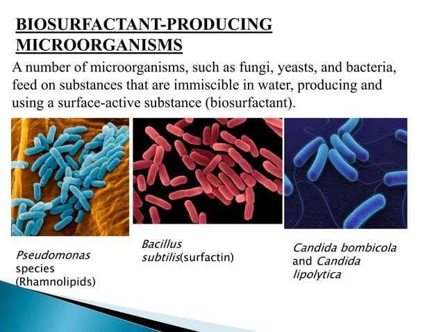 Importance of biosurfactant production in removal of oil | PPTX | Chemistry | Science