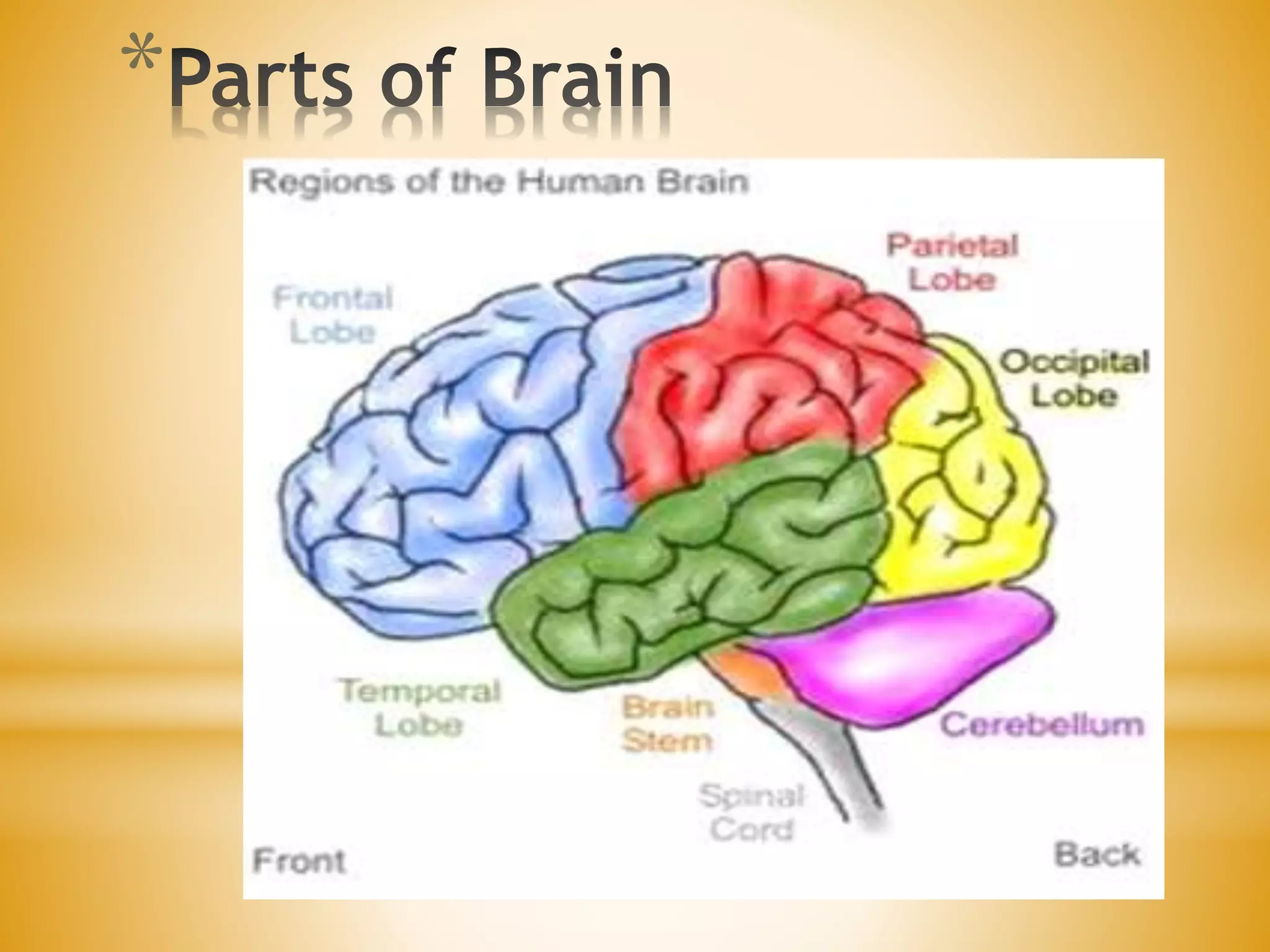 Importance of brain development for better tomorrow part 1 | PPTX