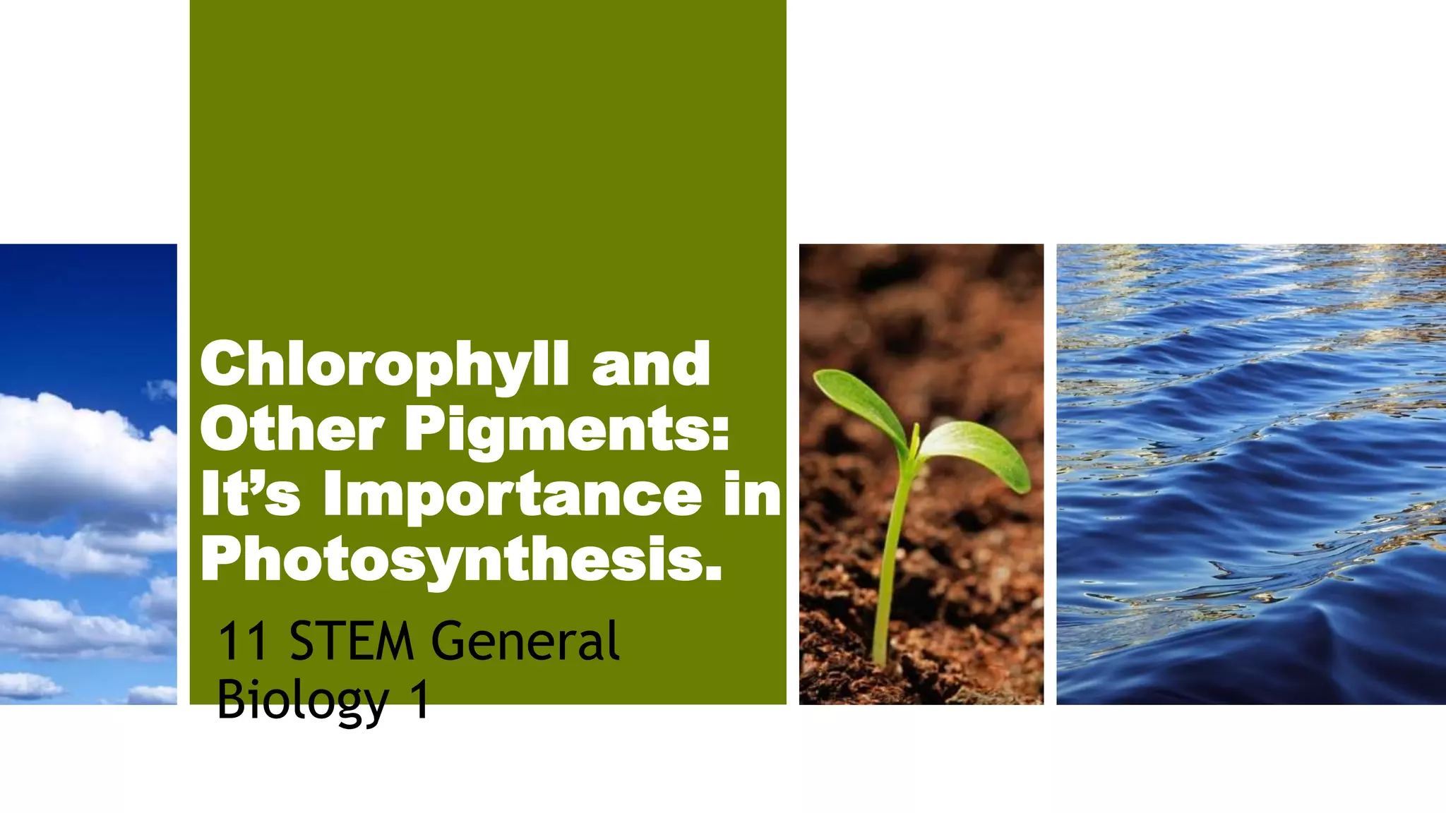 Importance of Chlorophyll and other pigments in photosynthesis.pptx