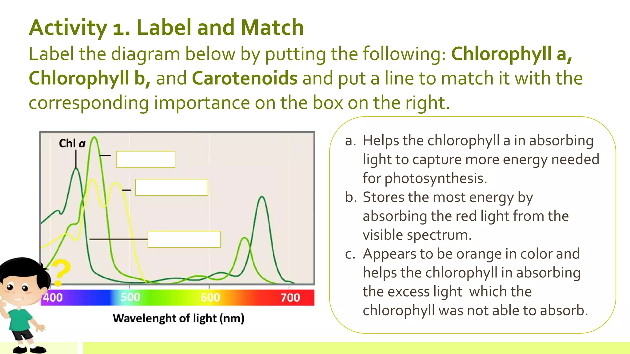 Importance of Chlorophyll and other pigments in photosynthesis.pptx