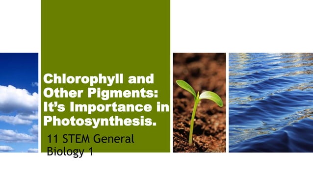 Importance of Chlorophyll and other pigments in photosynthesis.pptx | Chemistry | Science