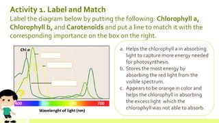 Importance of Chlorophyll and other pigments in photosynthesis.pptx