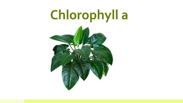 Importance of Chlorophyll and other pigments in photosynthesis.pptx ...