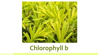 Importance of Chlorophyll and other pigments in photosynthesis.pptx