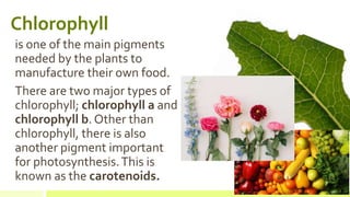 Importance of Chlorophyll and other pigments in photosynthesis.pptx