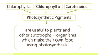 Importance of Chlorophyll and other pigments in photosynthesis.pptx