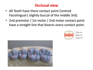 IMPORTANCE OF CONTACT POINT IN RESTORATION_104437.pptx