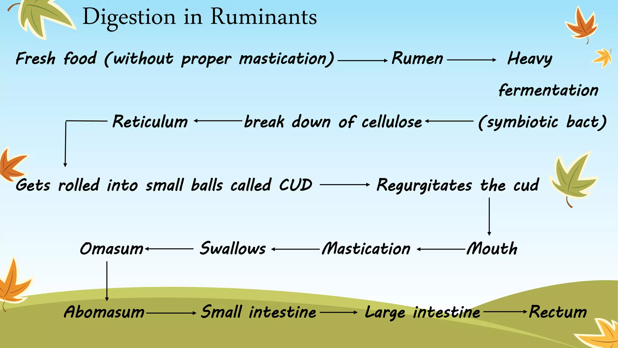 Importance of dietary fibers & ruminant digestion | PPTX | Digestive ...