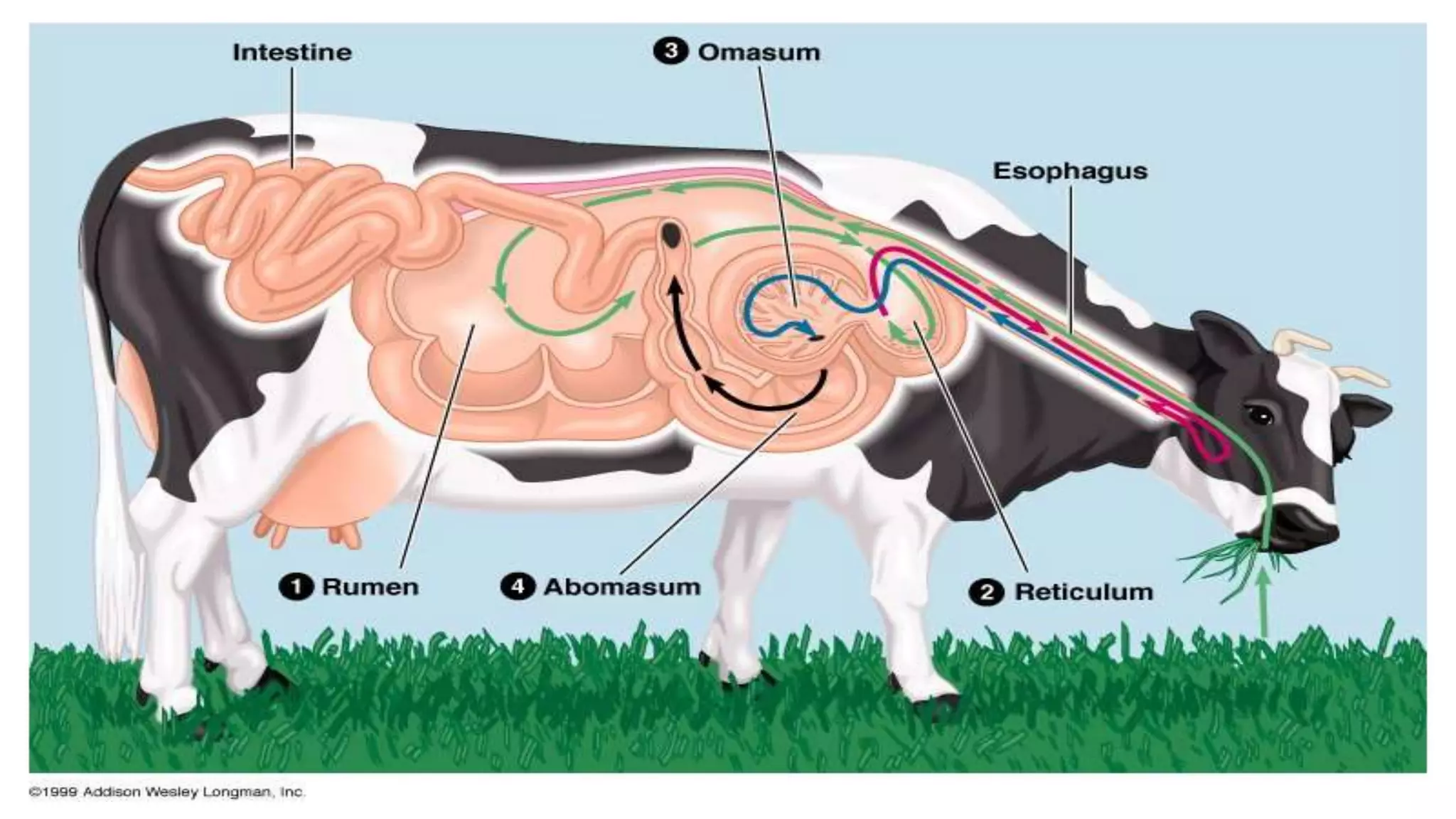 Importance of dietary fibers & ruminant digestion | PPTX | Digestive ...