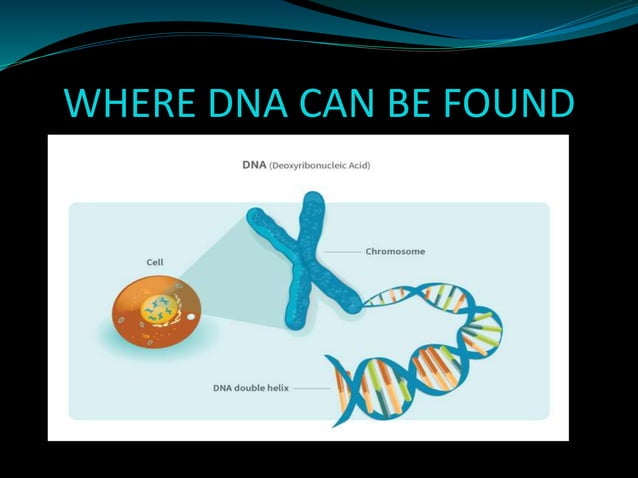 Importance of dna s | PPT