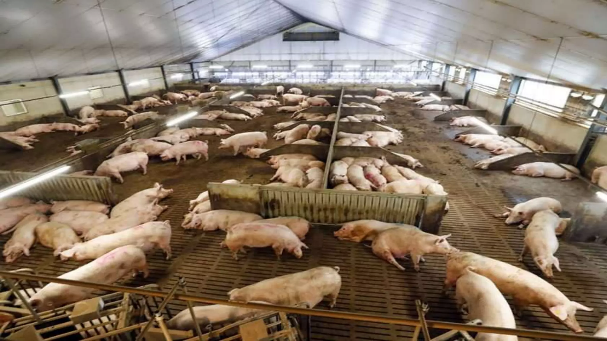 economic Traits of swine | PPTX