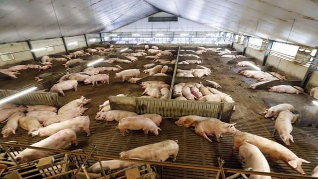 economic Traits of swine | PPTX | Agriculture | Industries