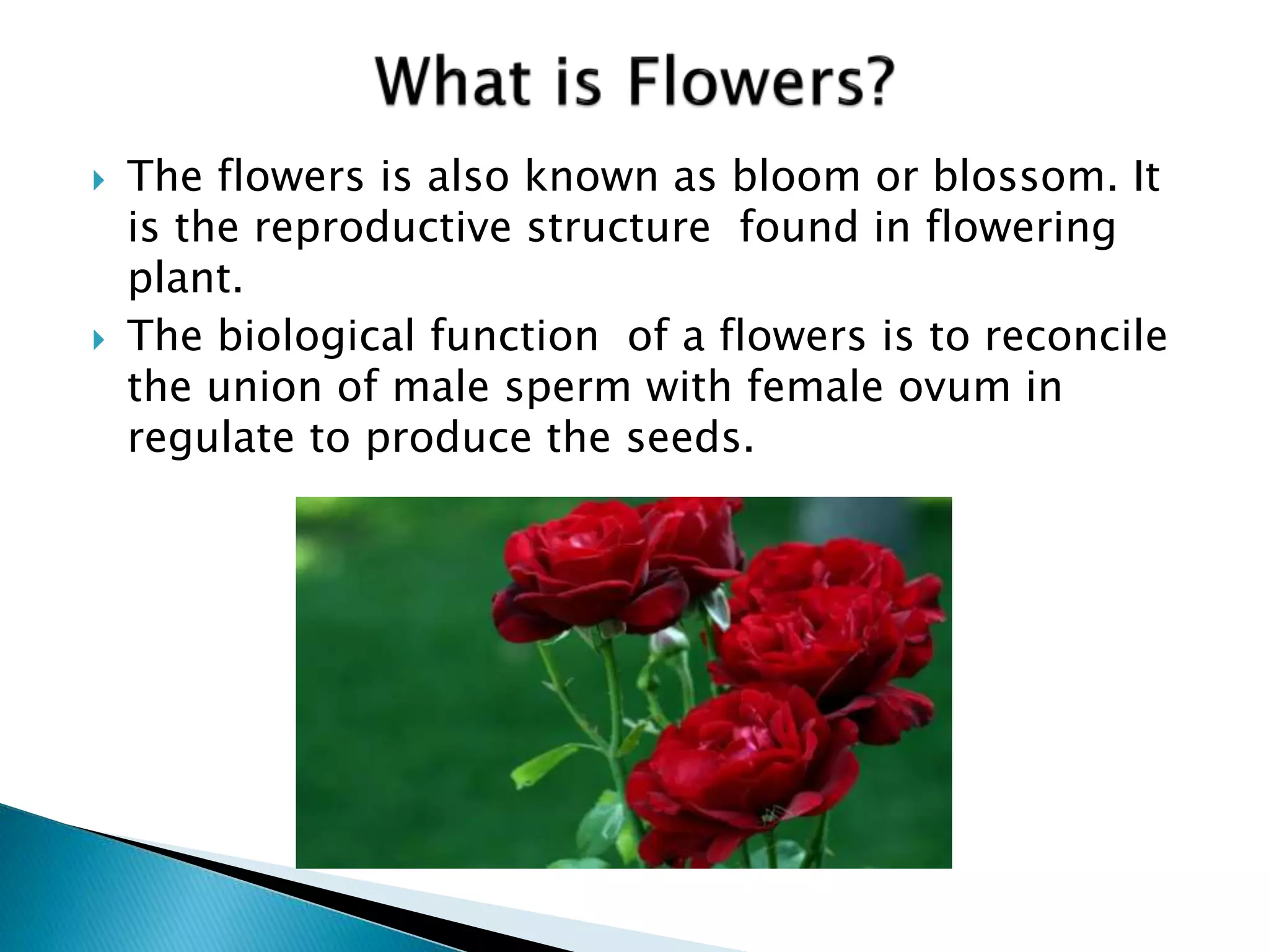 Importance of Flowers – Speaking Roses | PPTX