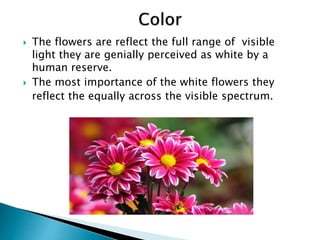 Importance of Flowers – Speaking Roses | PPTX