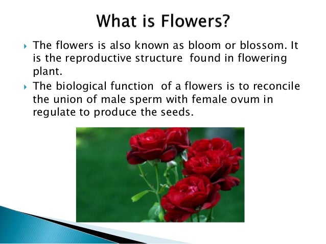 Importance of Flowers – Speaking Roses Importance of Flowers – Speaking Roses