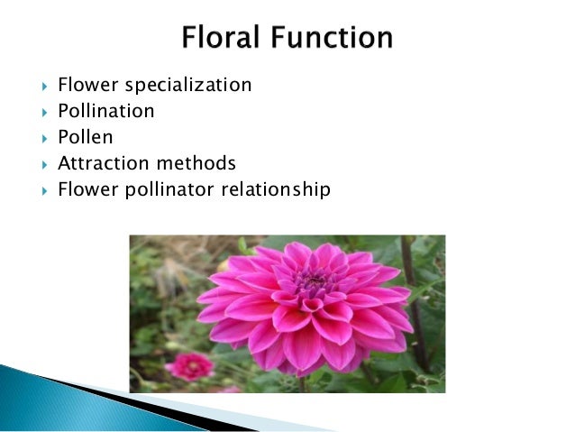 Importance of Flowers – Speaking Roses Importance of Flowers – Speaking Roses