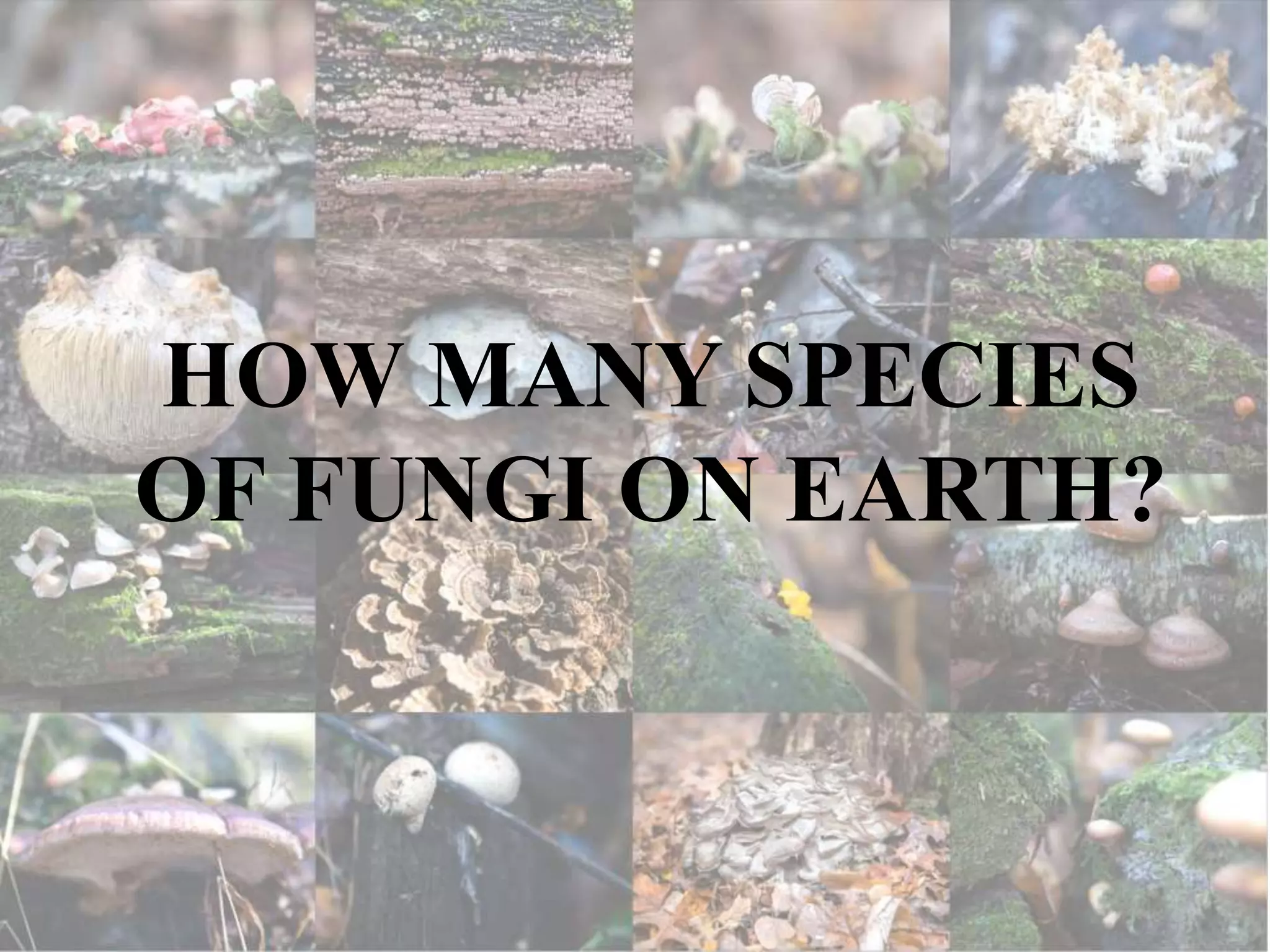 Importance of fungi | PPTX