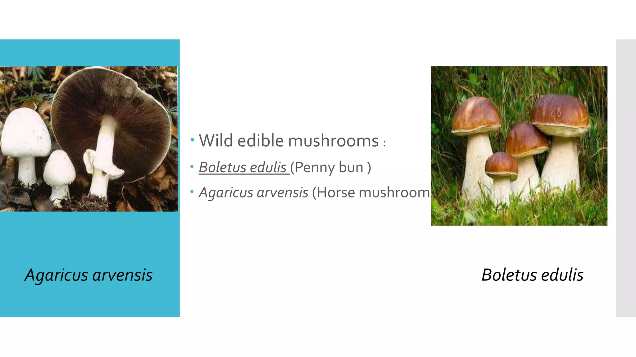 Economic Importance of fungi | PPTX