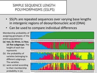 Importance of Genetic Markers in Forensics | PPTX