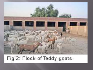 Importance of goat genetic resources | PPTX