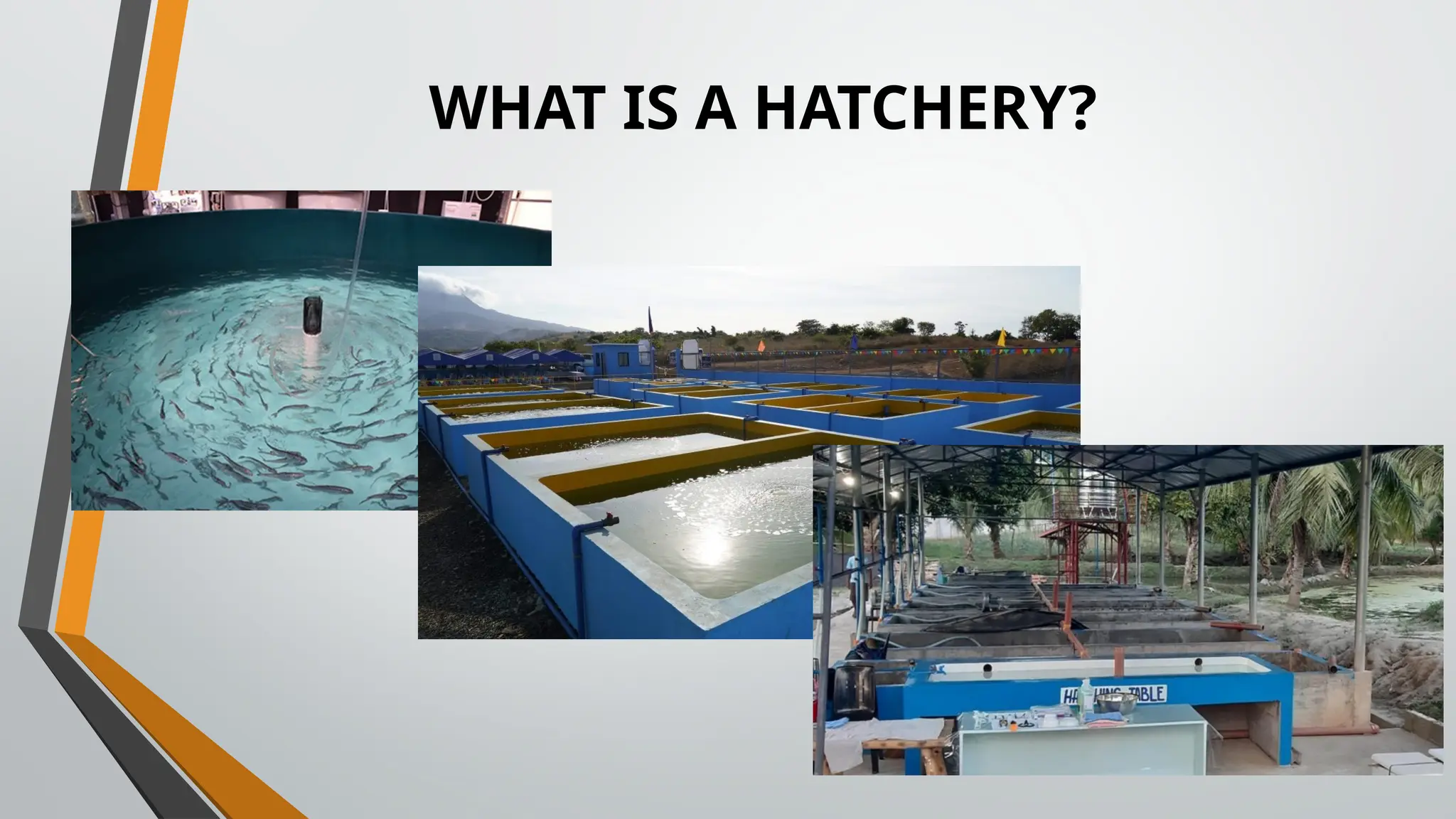 Importance of Hatchery in rearing fish.pptx