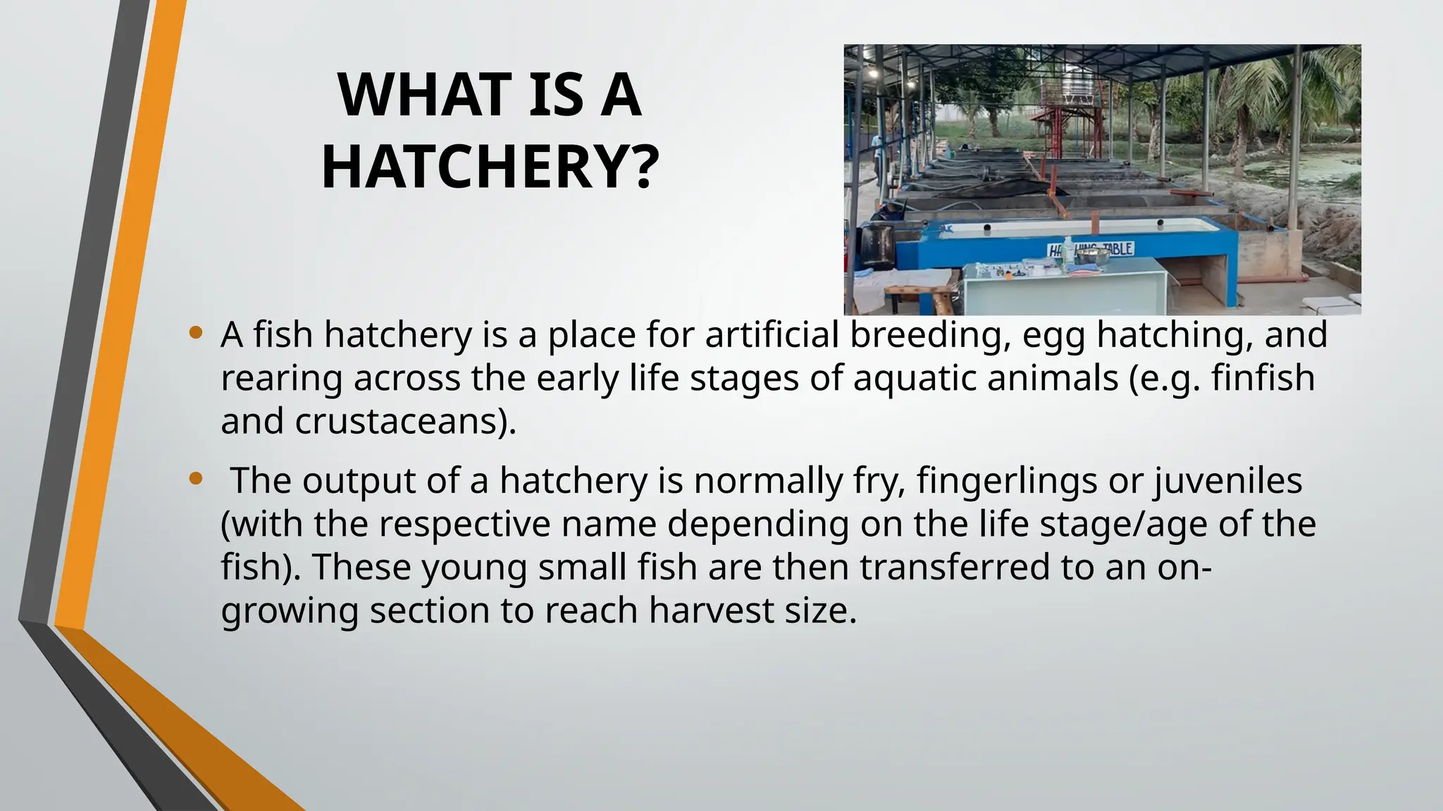 Importance of Hatchery in rearing fish.pptx