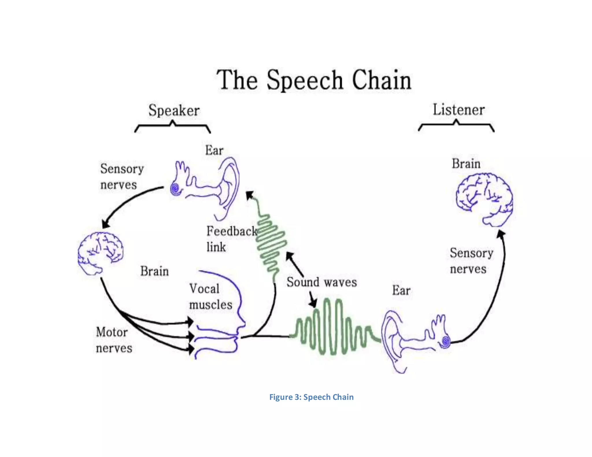 Importance of hearing mechanism in speech and language development | DOCX