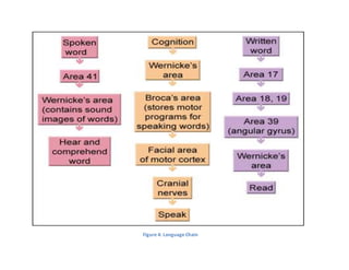 Importance of hearing mechanism in speech and language development | DOCX