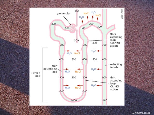 01 Importance of Homeostasis; Excretion; Control of Water | PPT