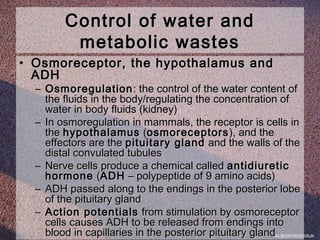 01 Importance of Homeostasis; Excretion; Control of Water | PPT