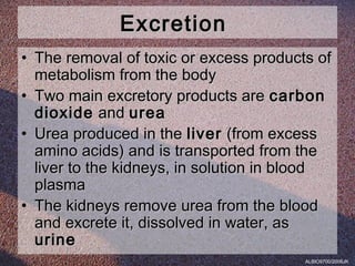 01 Importance of Homeostasis; Excretion; Control of Water | PPT