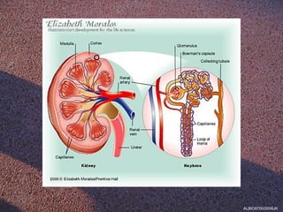 01 Importance of Homeostasis; Excretion; Control of Water | PPT