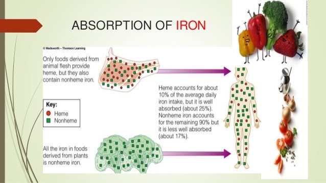 Importance of iron in our body