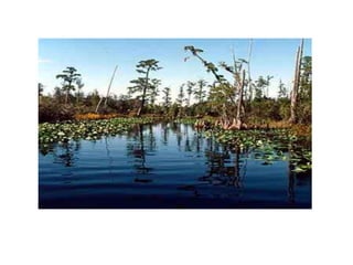 Importance of Key Physical Features in Georgia | PPTX