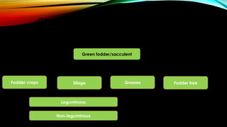Agronomy importance of leguminous fodder.pptx