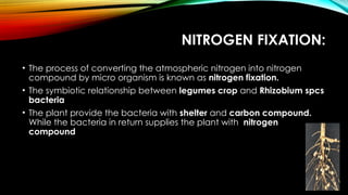 Agronomy importance of leguminous fodder.pptx