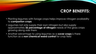 Agronomy importance of leguminous fodder.pptx