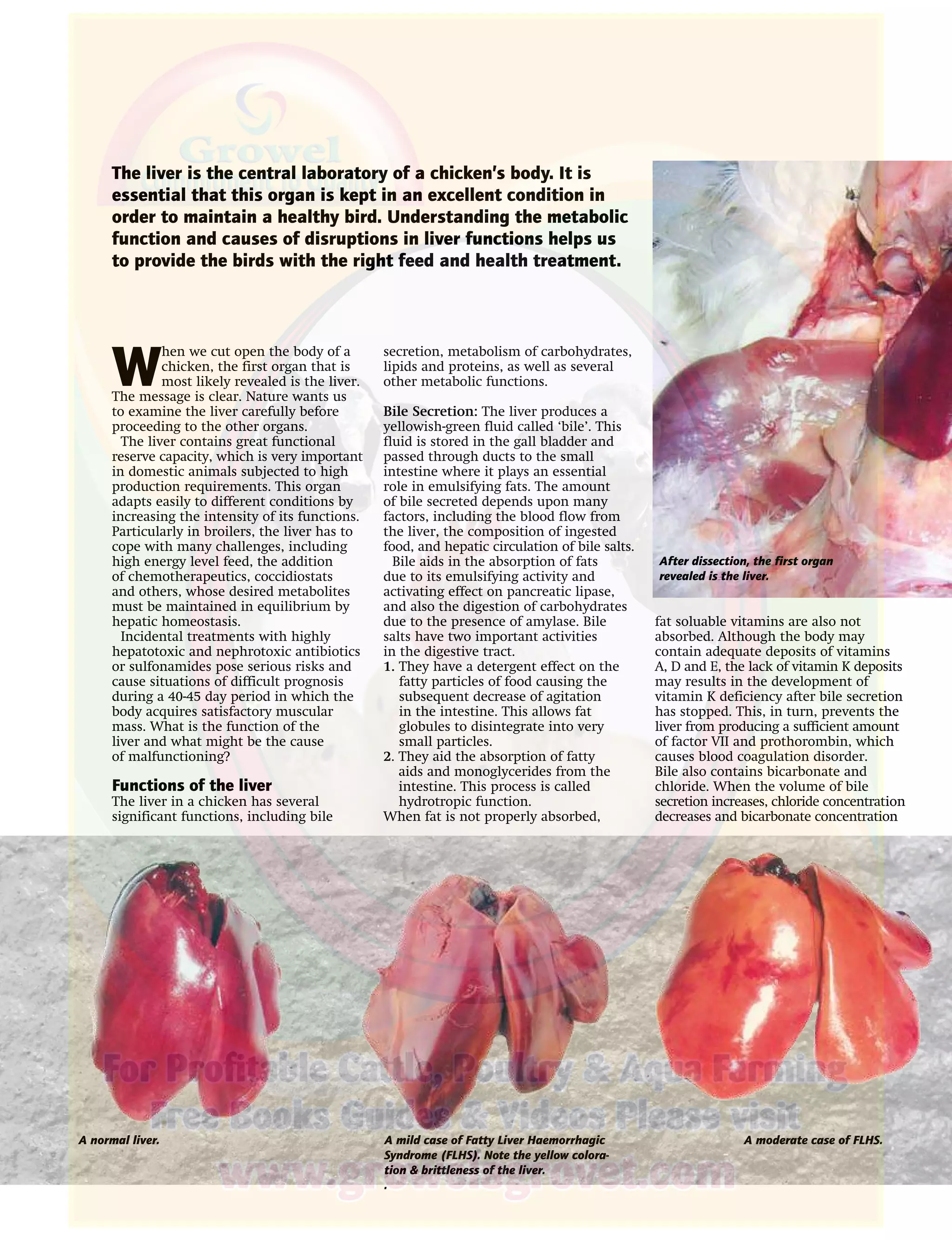 Importance of Liver Health of Poultry in Poultry Farming . | PDF