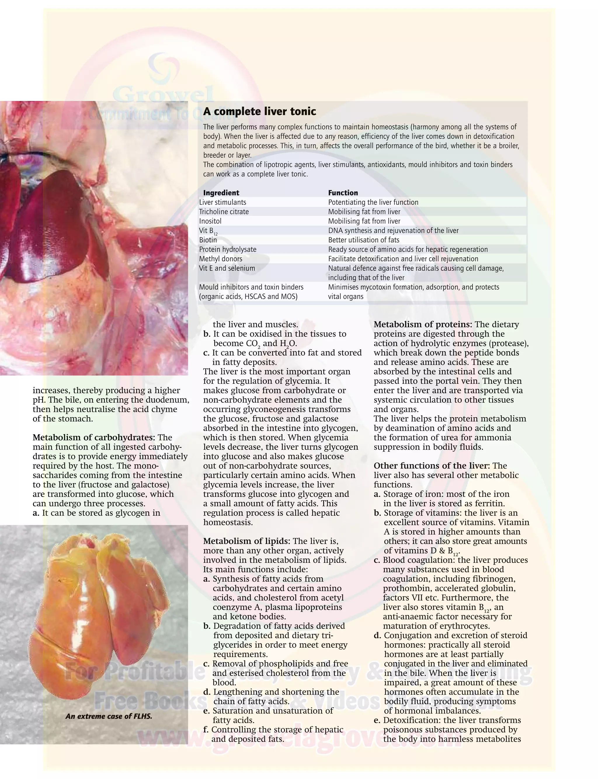 Importance of Liver Health of Poultry in Poultry Farming . | PDF