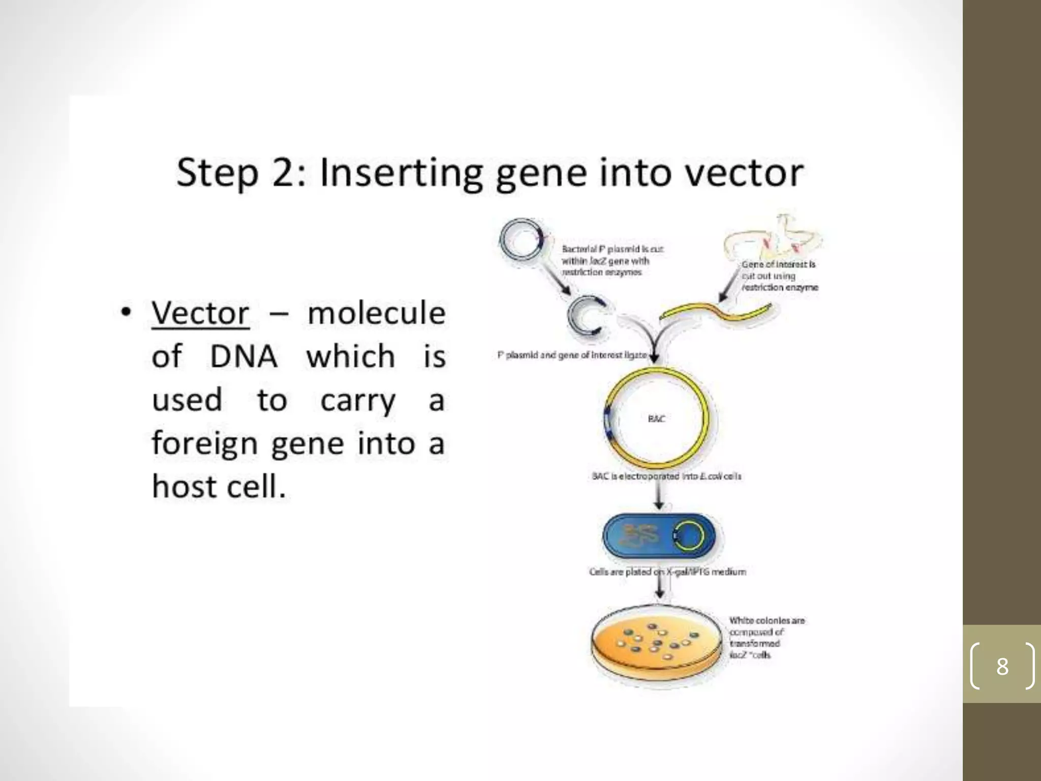 Importance of microbes in genetic engineering | PPTX