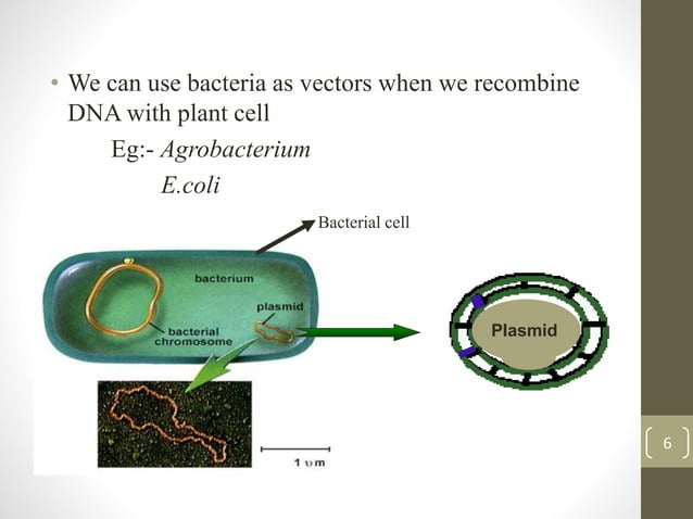 Importance of microbes in genetic engineering | PPTX | Genetics | Science