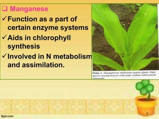 importance of micronutrients for crops.pptx
