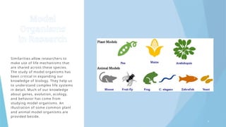 Importance of Model Organisms in the scientific research BIO.pptx